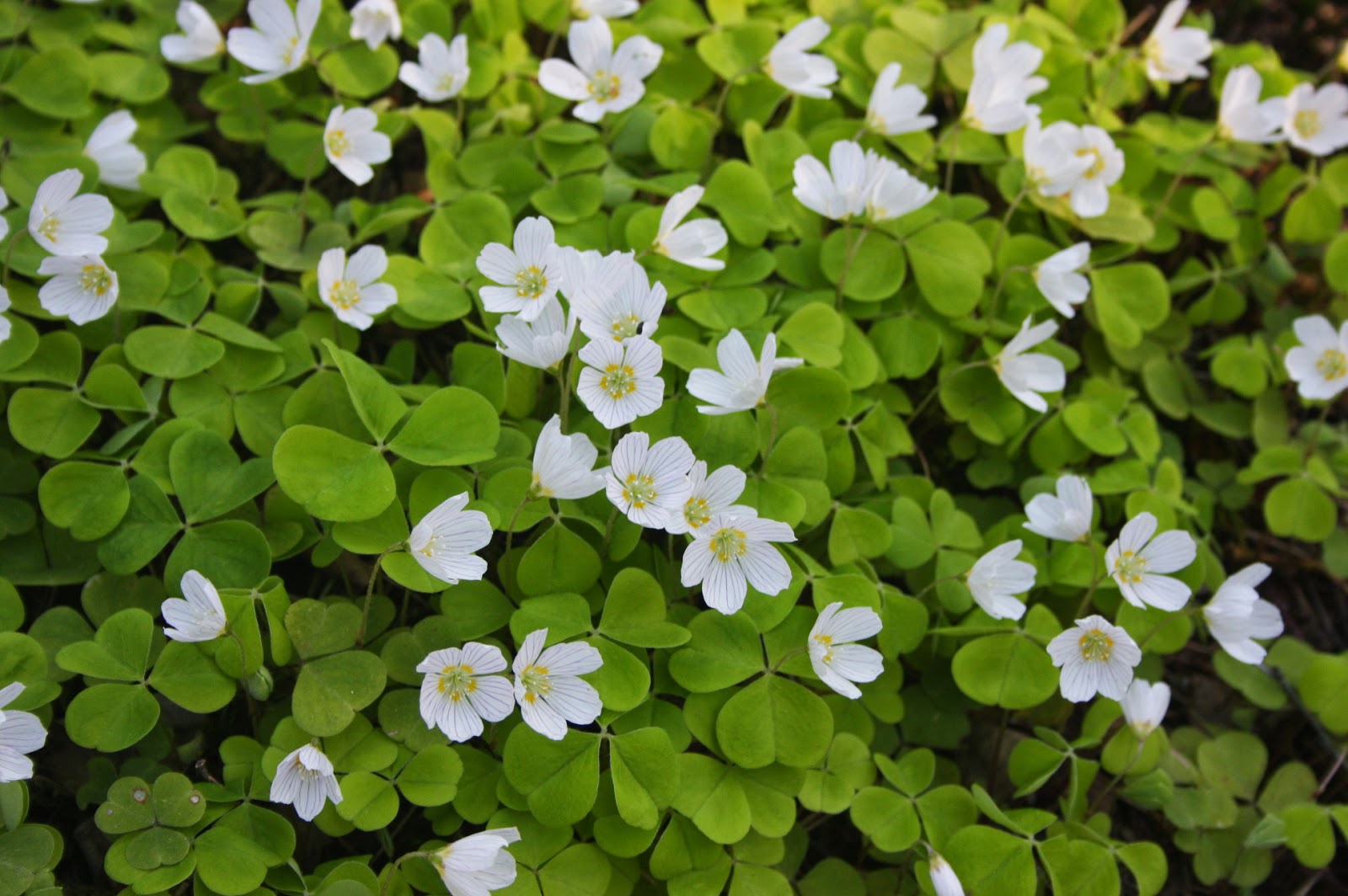 Siniunikon: Käenkaali Oxalis acetosella
