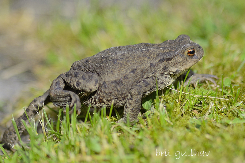 BritsBesteBilder: Padde : Bufo bufo