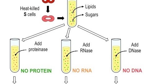 Biolearnspot: Lecture notes on Avery MacLeod and McCarthy experiments