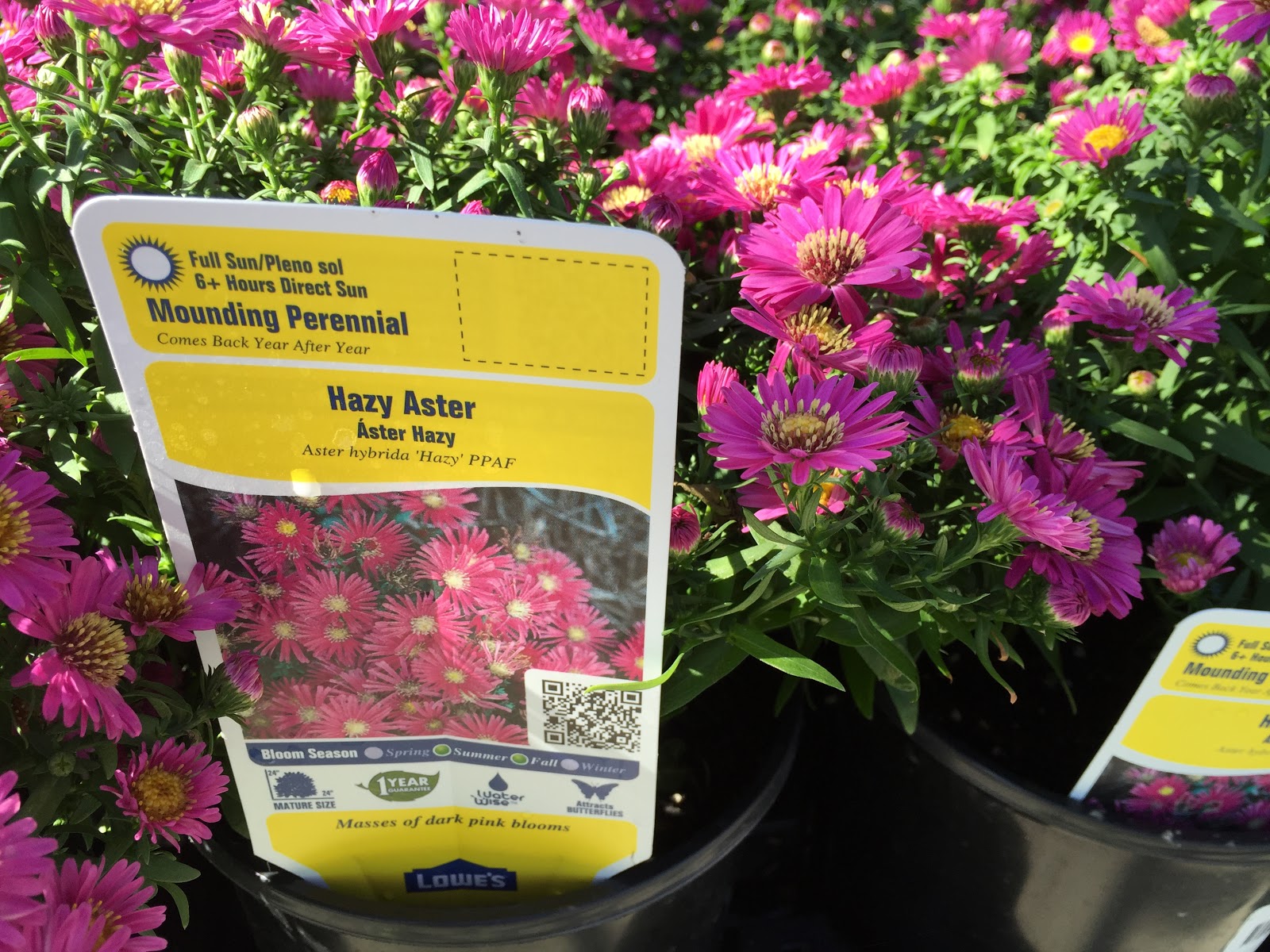 Neat Finds at Indiana Lowe's Garden Center [Backyard Neophyte ...