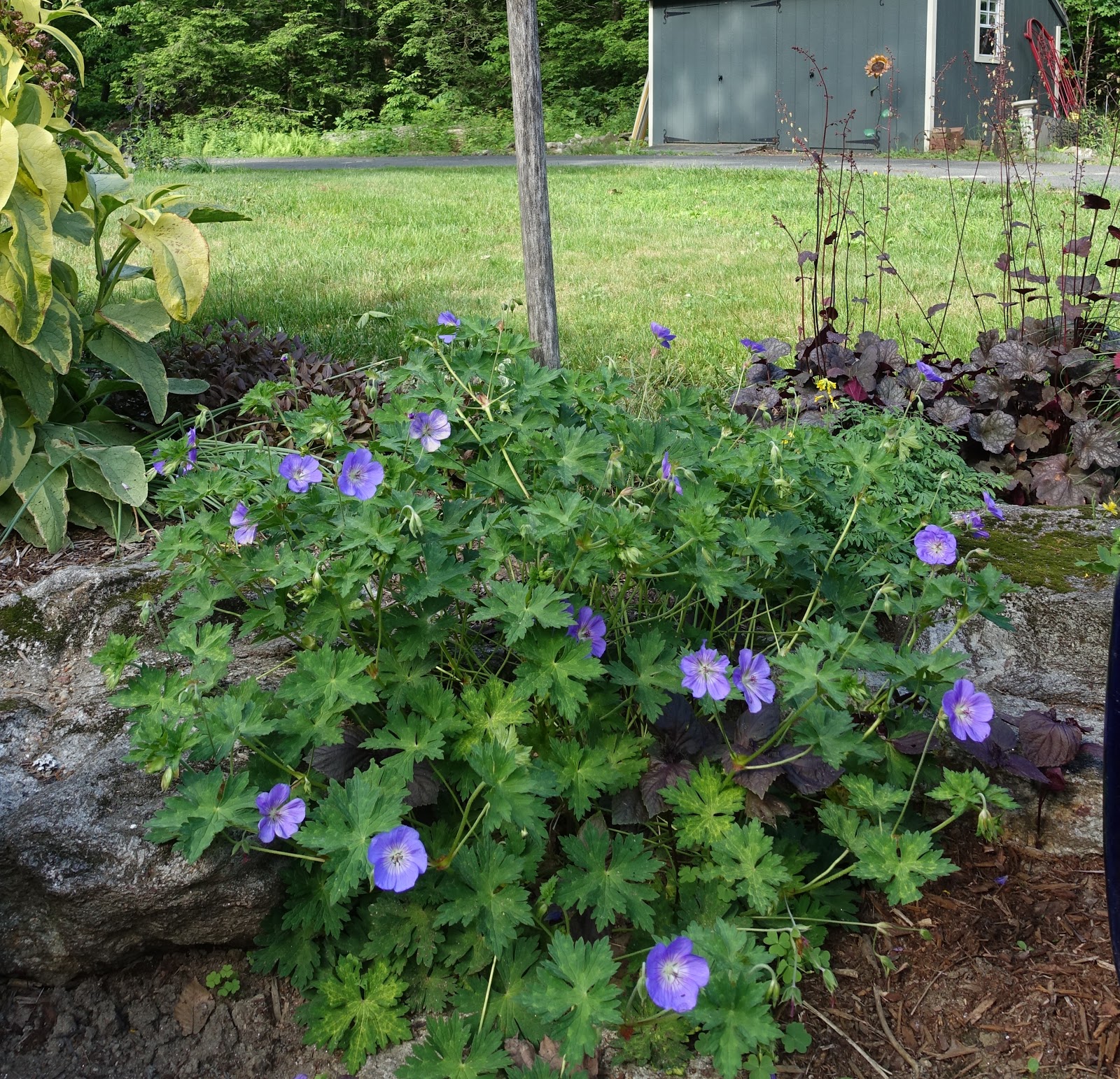 Idyll Haven: June Bloom Day...More or Less