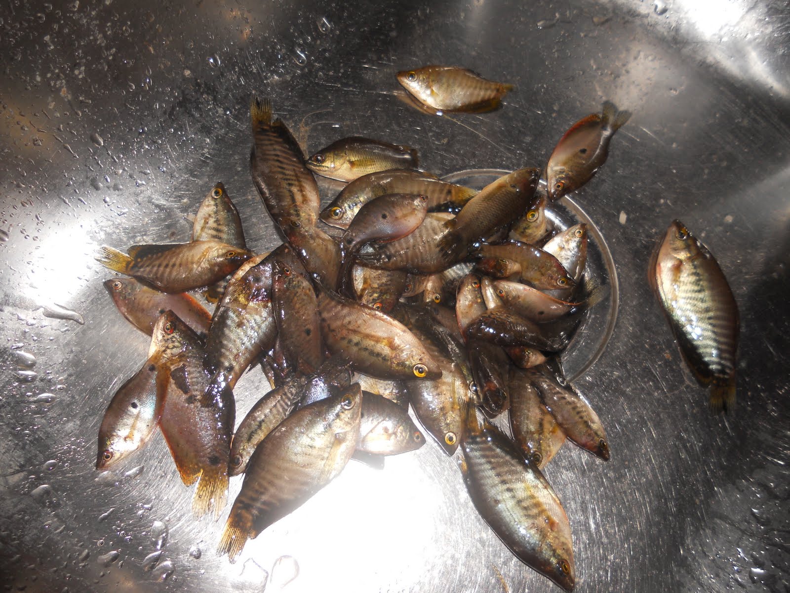 Ikan Sepat Ronggeng Goreng Resepi - NoeilBernard