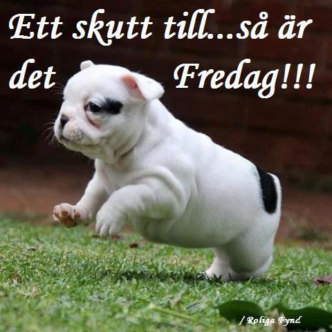 Maskrosblomman: Trevlig helg!