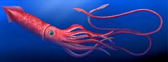 O Livro da Natureza: Lulas