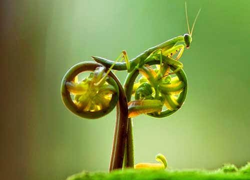 25 Daftar Hewan Hidup dengan Kamuflase Unik | Wasiwa