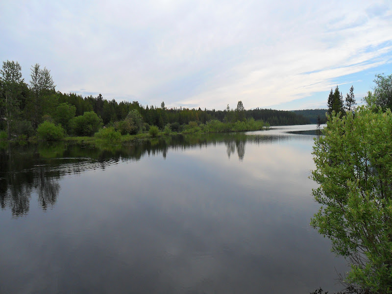 Fawn in BC: Camping - Hydraulic Lake Recreation Site