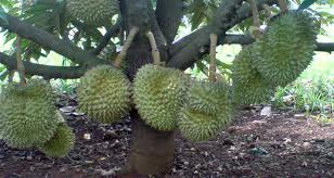 Calon Petani Sukses bakal jadi TRILLIONAIRE: Budidaya Durian