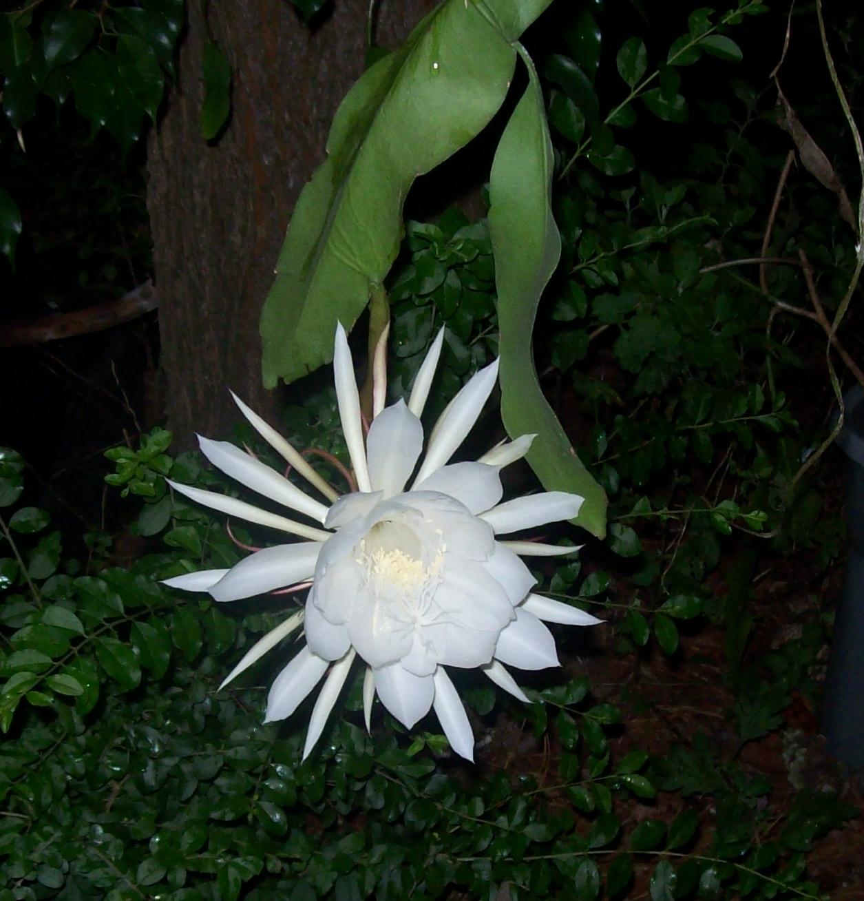 Stitchduchess Crazy & Sane Quilting World: Night Blooming Orchid