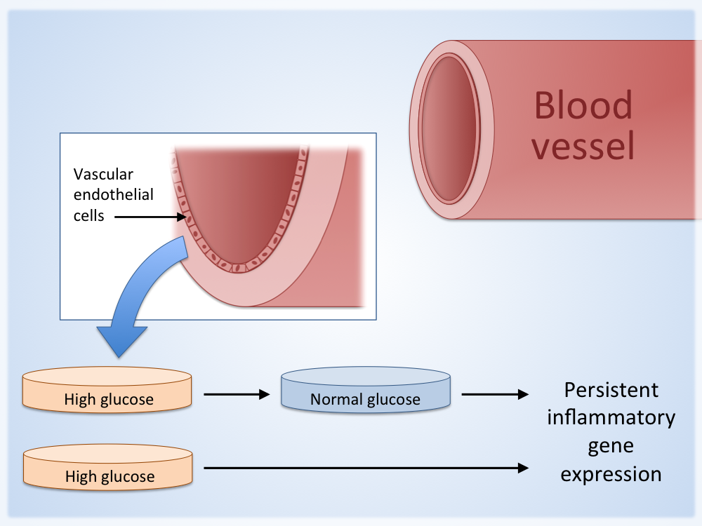 Forty-Four and Two: Mapping Metabolic Memory
