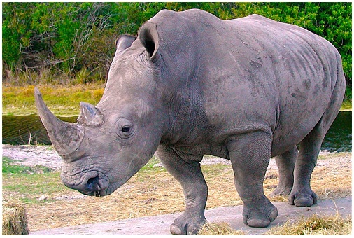 Badak bercula satu dan keterangannya - Naga Pena