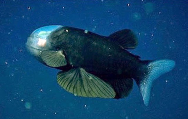 Alam Mengembang Jadi Guru: Ikan Berkepala Transparan