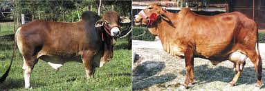 TIRAKAT MANDIRI: Jenis dan Nama Sapi