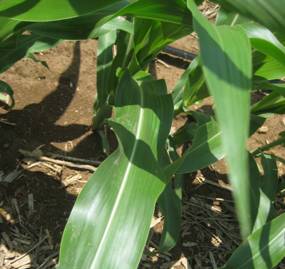 Grain Crops Update: Early Season Corn Nutrient Deficiencies and ...