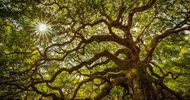 Healing Whole: Take a Break: Celebrate the Oak Tree