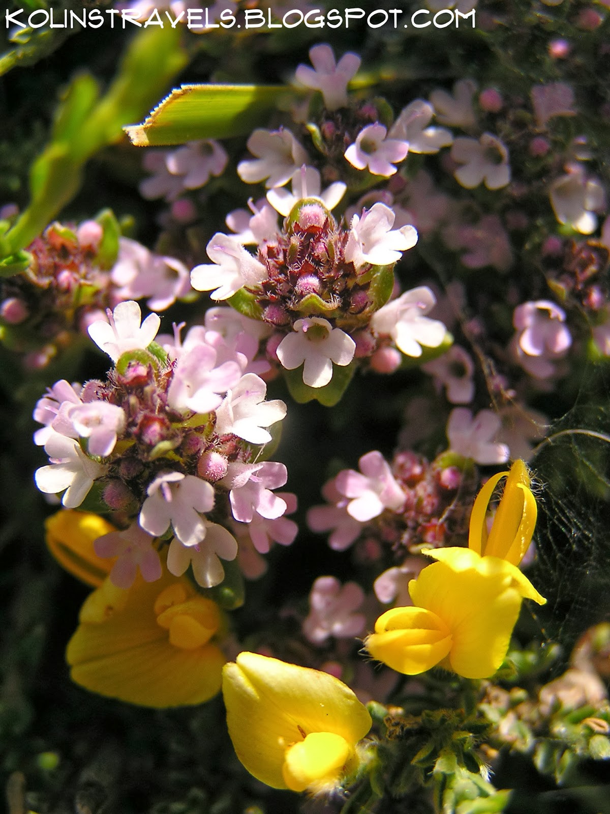 Kolin's Travels: Living in Moroccan Paradise: Ifrane National Park