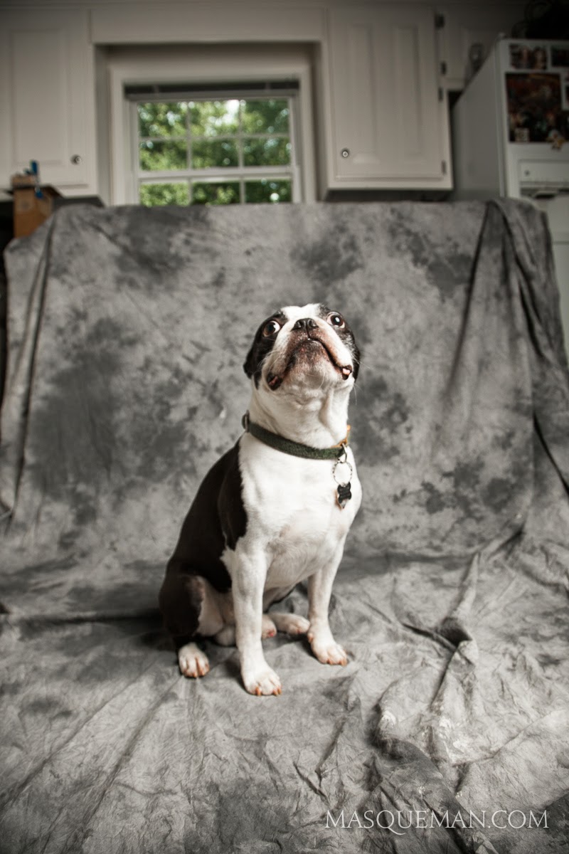 The Dog With Aerodynamic Ears - Masqueman Creative | Graphic Design ...