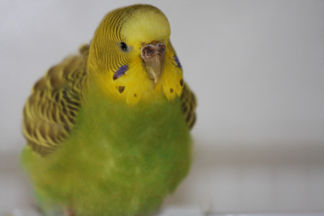 Budgies are Awesome: Normal Droppings or Illness? (1)