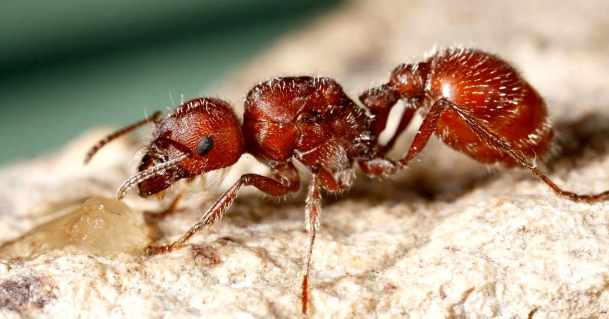 Red Ants | Amazing Wallpapers