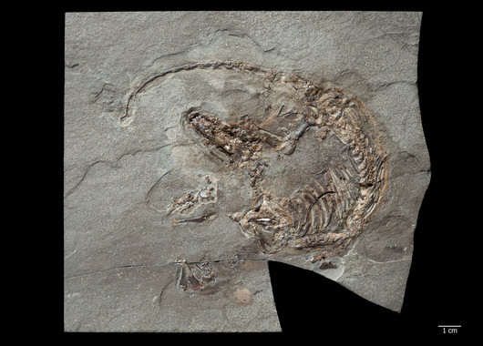 NOTICIAS DE HISTORIA NATURAL: UN PEQUEÑO MAMÍFERO DE CUENCA REVELA LOS ...