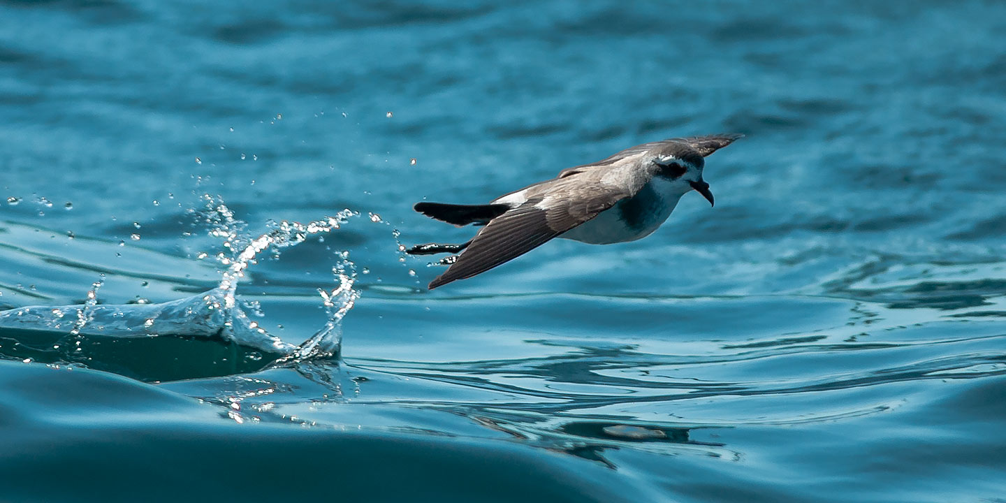 Life Through a lens Bryan Thomas Bird Photographer