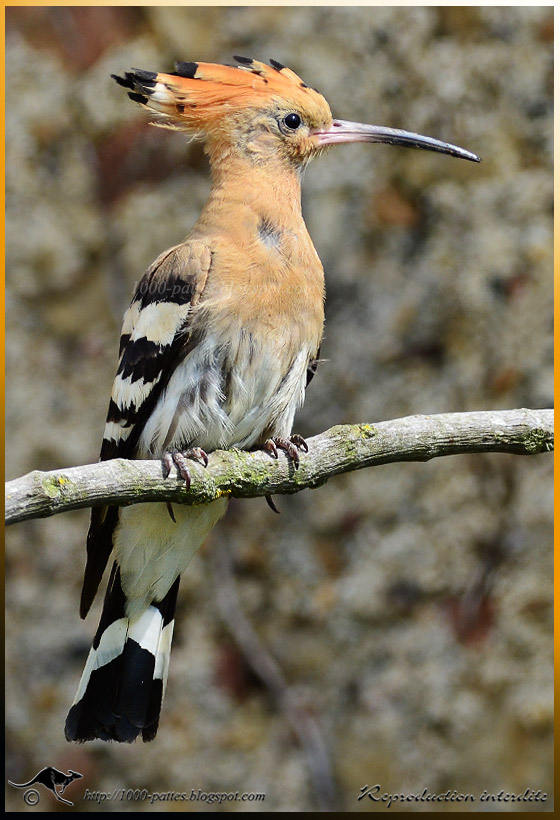 WILDLIFE GATEWAY: Huppe fasciée - Upupa epops 02