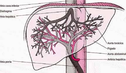 Medicina Clínica: Hepatologia (Fisiologia, segmentação, traumatismo e ...