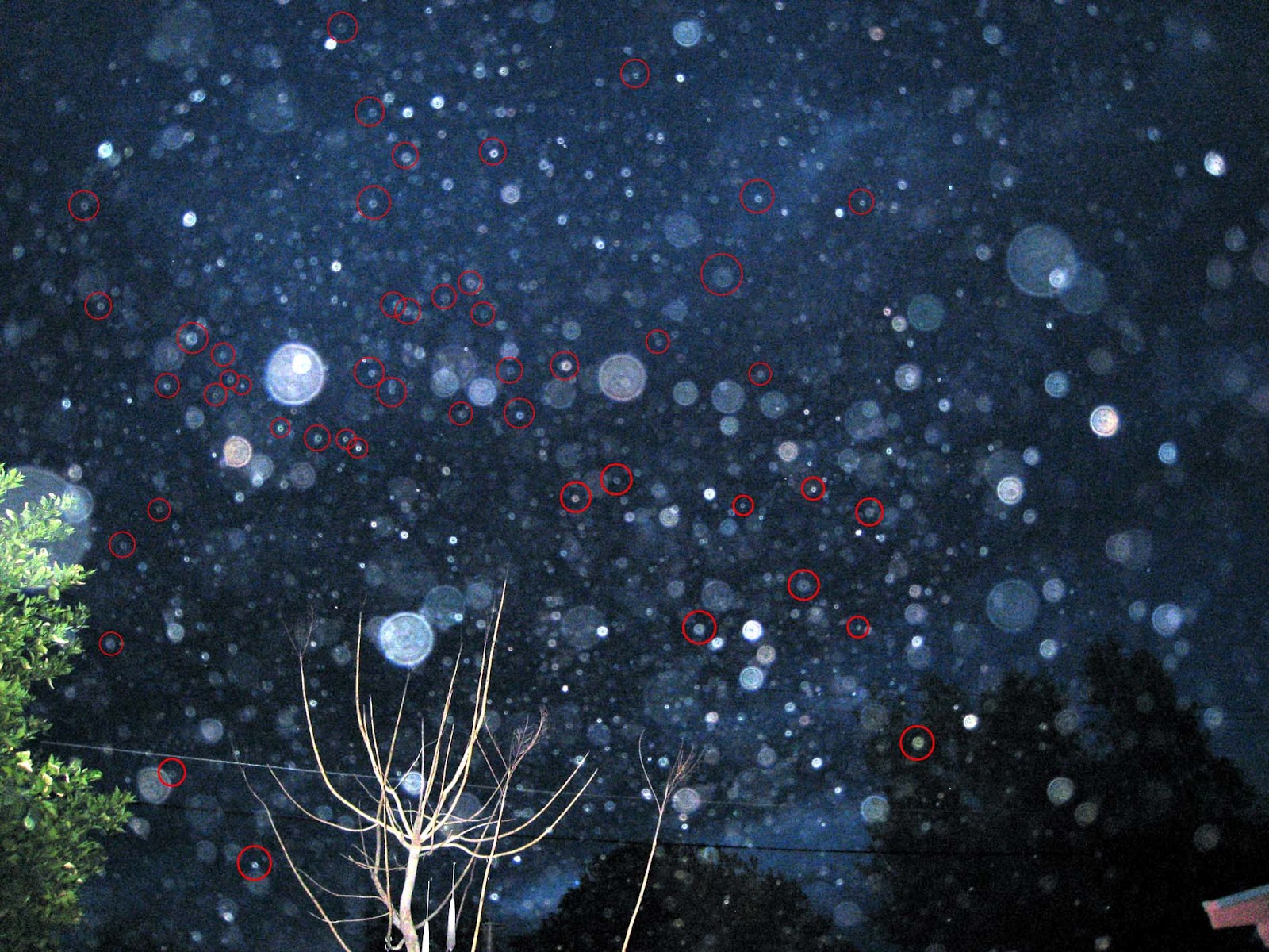 threads of the spiderwoman: Orb Photos of Ginny Moss Rothwell for Samhain