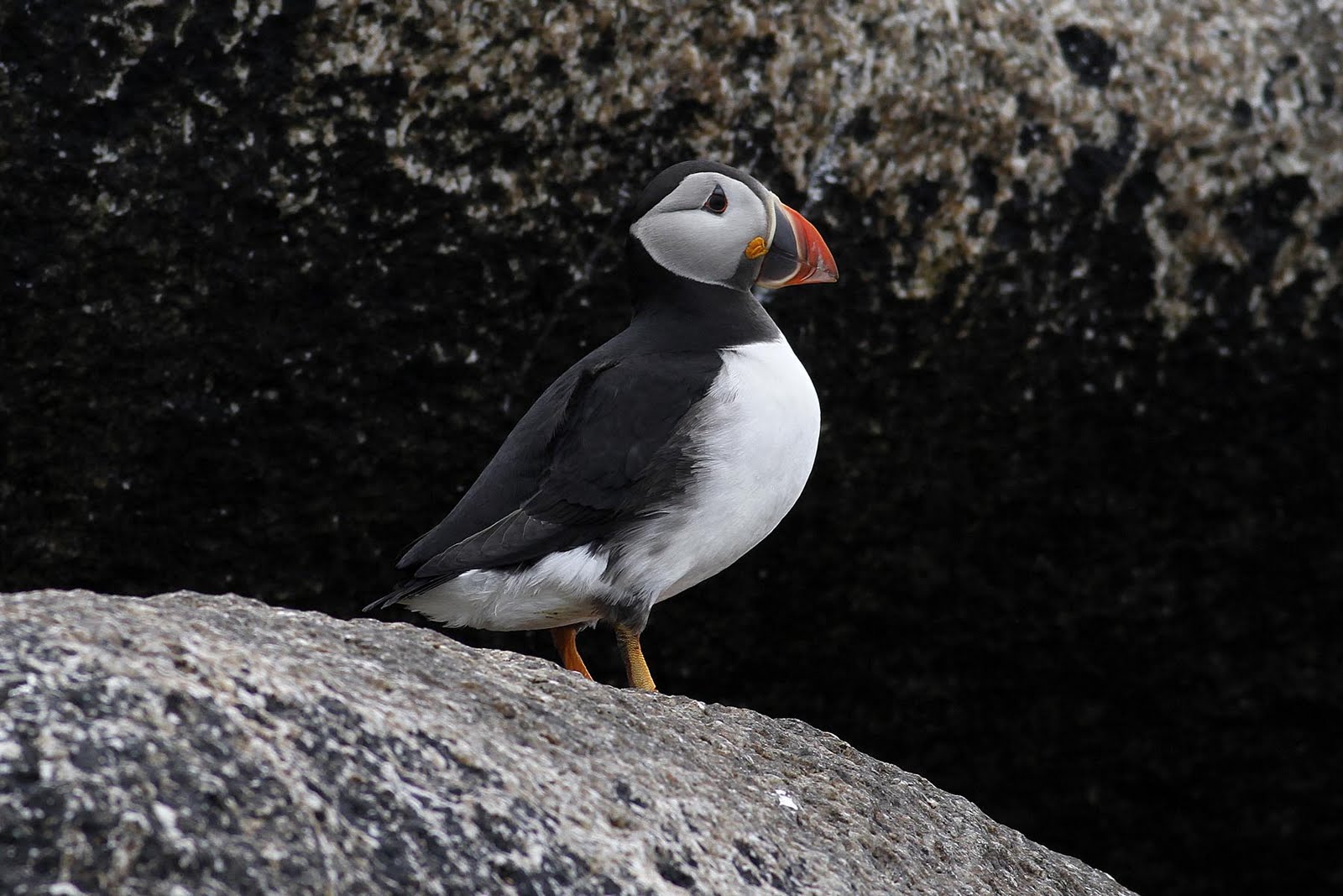 Joe Pender Wildlife Photography: Atlantic Puffin