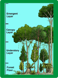 Animals Plants Rainforest: Four Layers of the Rainforest