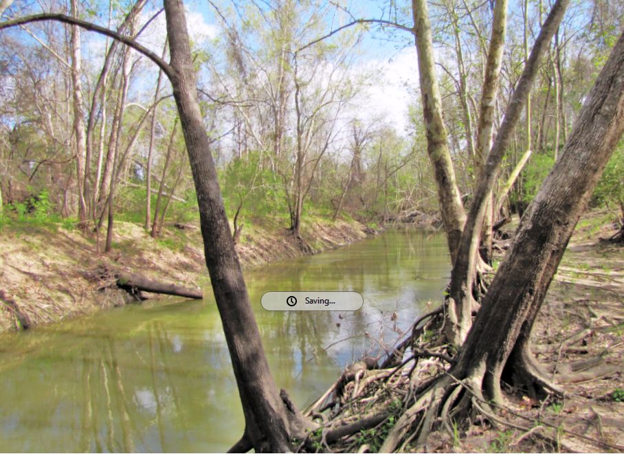 H-Town-West Photo Blog: Buffalo Bayou Flora in Spring (photos from the ...
