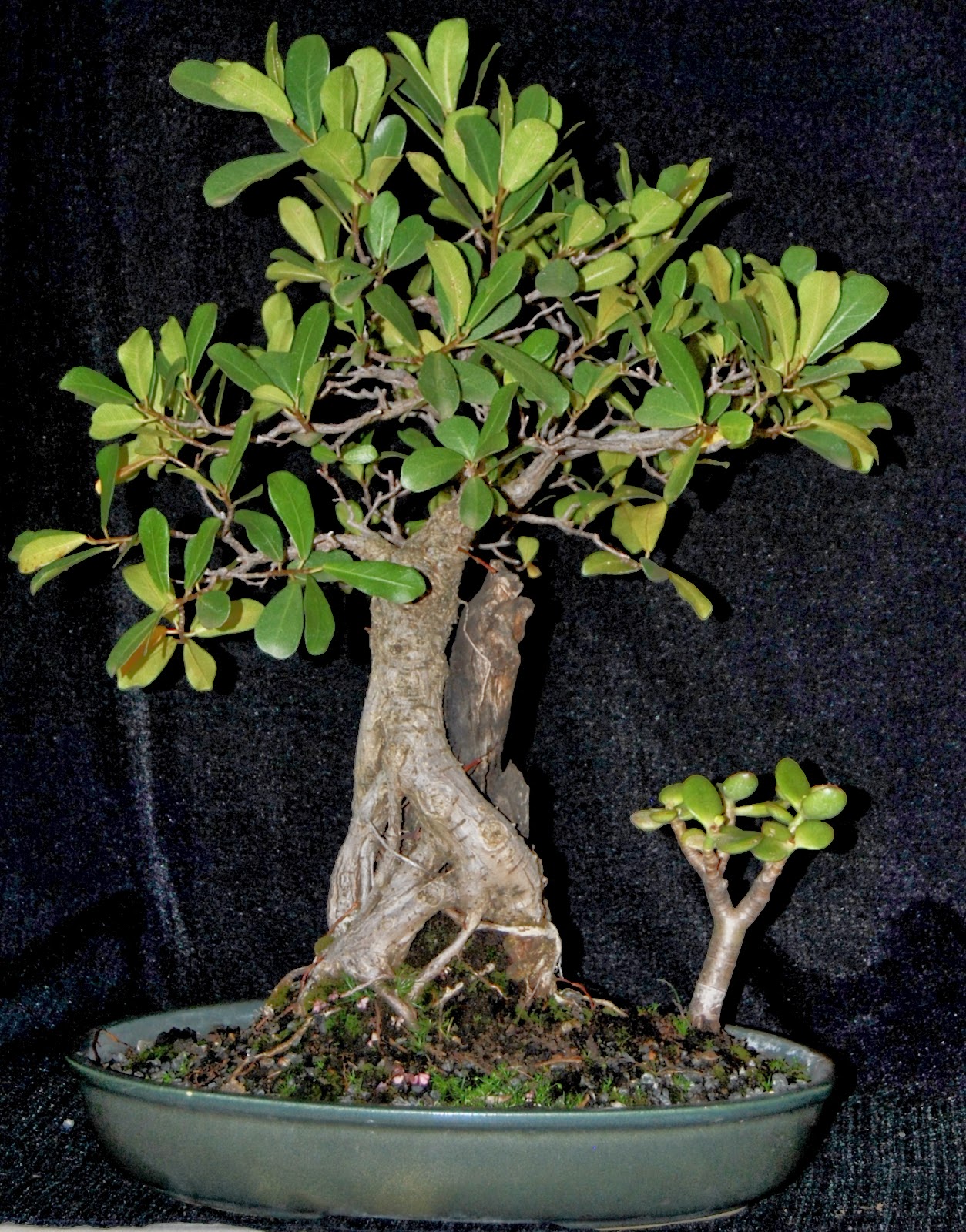 LENNARD'S BONSAI BEGINNINGS.: The strangler style by Mack Boshoff.