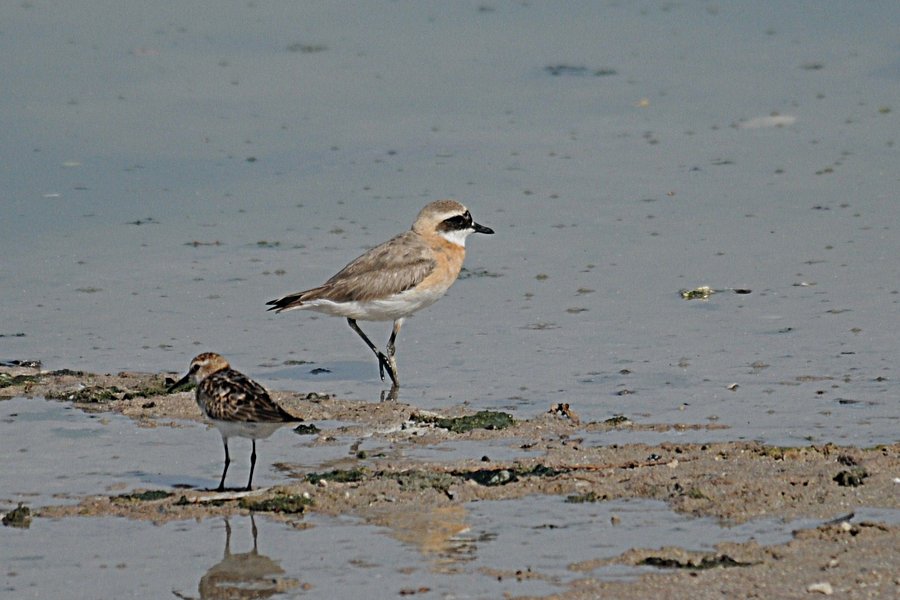 Birds of Saudi Arabia: Lesser Sand Plover - Dhahran Hills