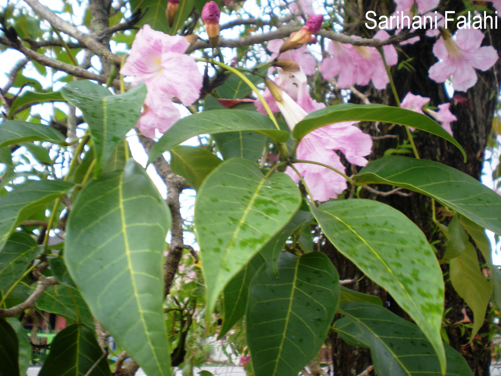 Hati Berdetik dan Berbisik: Pokok Di Tepi Jalan