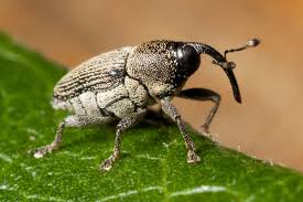 INSECTOS DE P.R. In Memoriam Dr Luis F Martorell y Dr Alain Liogier ,DR ...