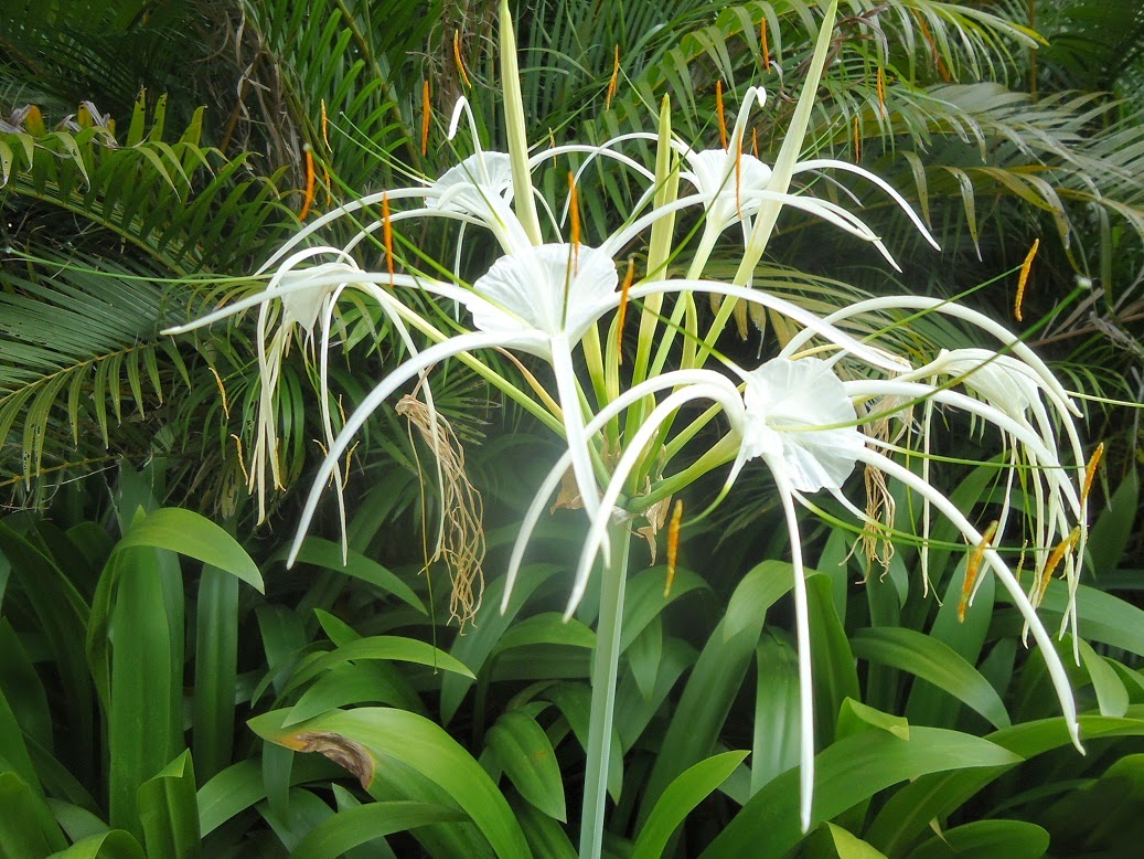 SPIDER LILY - Hymenocallis species and cultivars |The Garden of Eaden