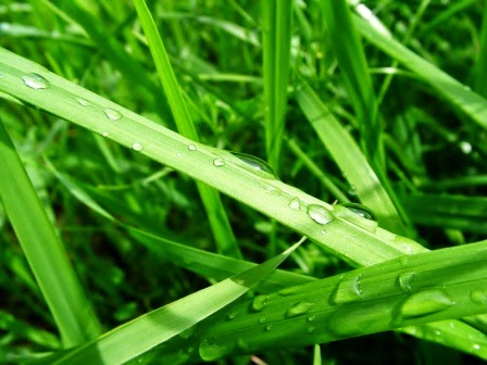 Lintas Kesehatan: Manfaat Tanaman Alang - Alang