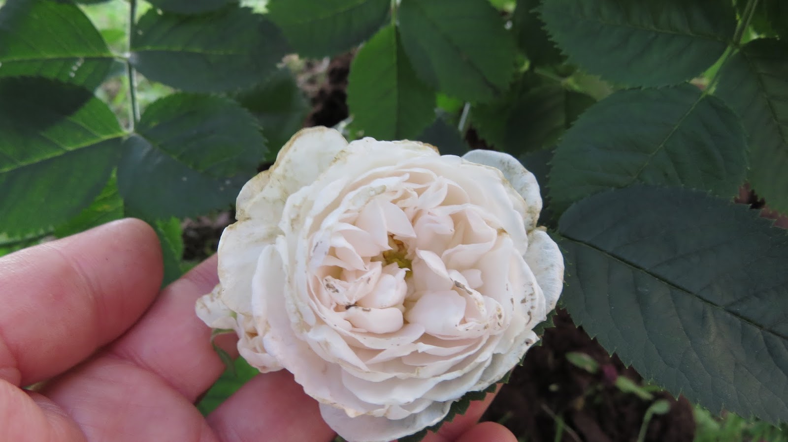 I en by på landet: Frestande rosor