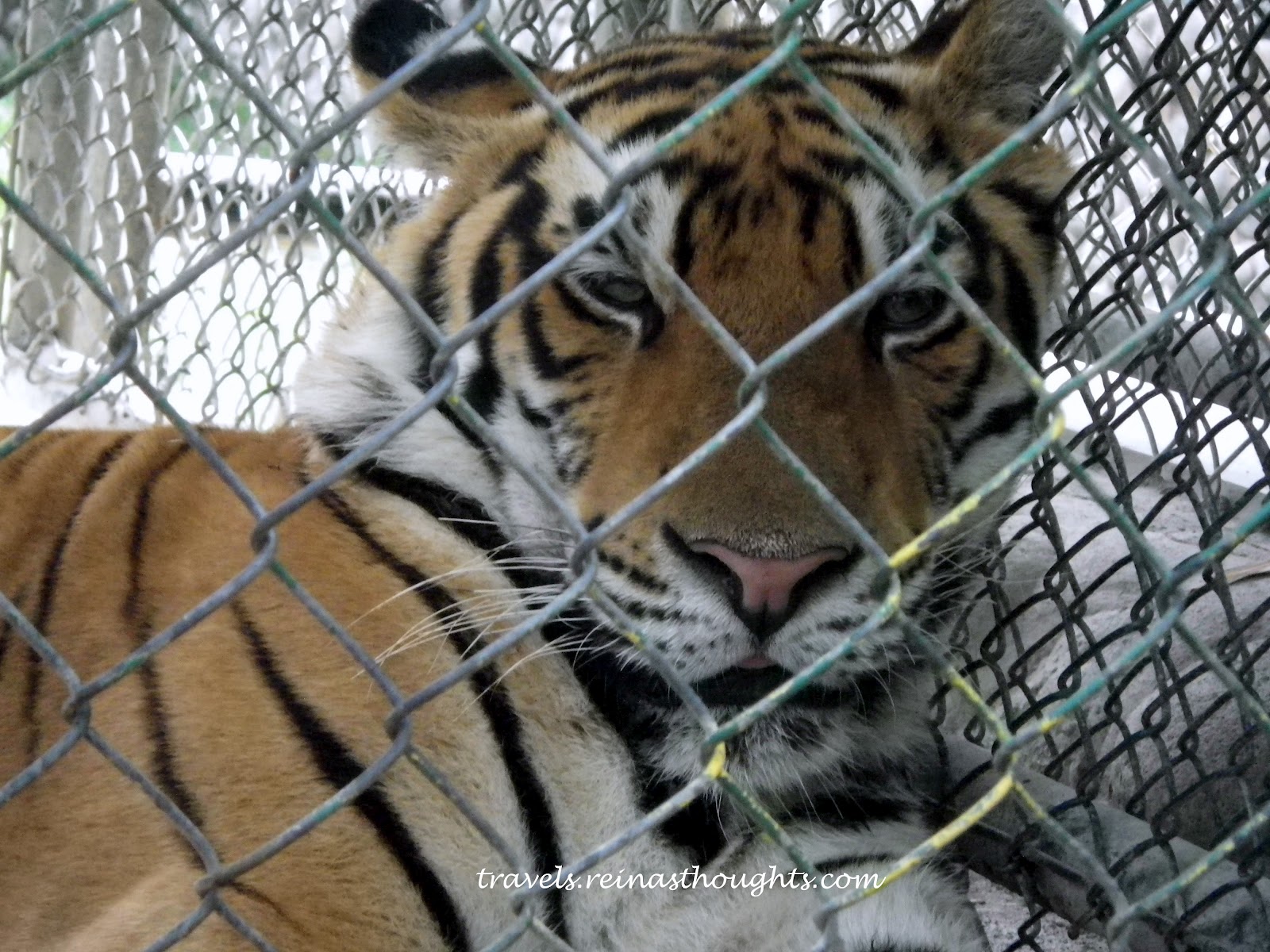 Crocodile Park: Davao City