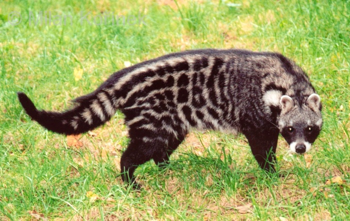 African Civet Animal | Facts Information & Latest Pictures | All ...