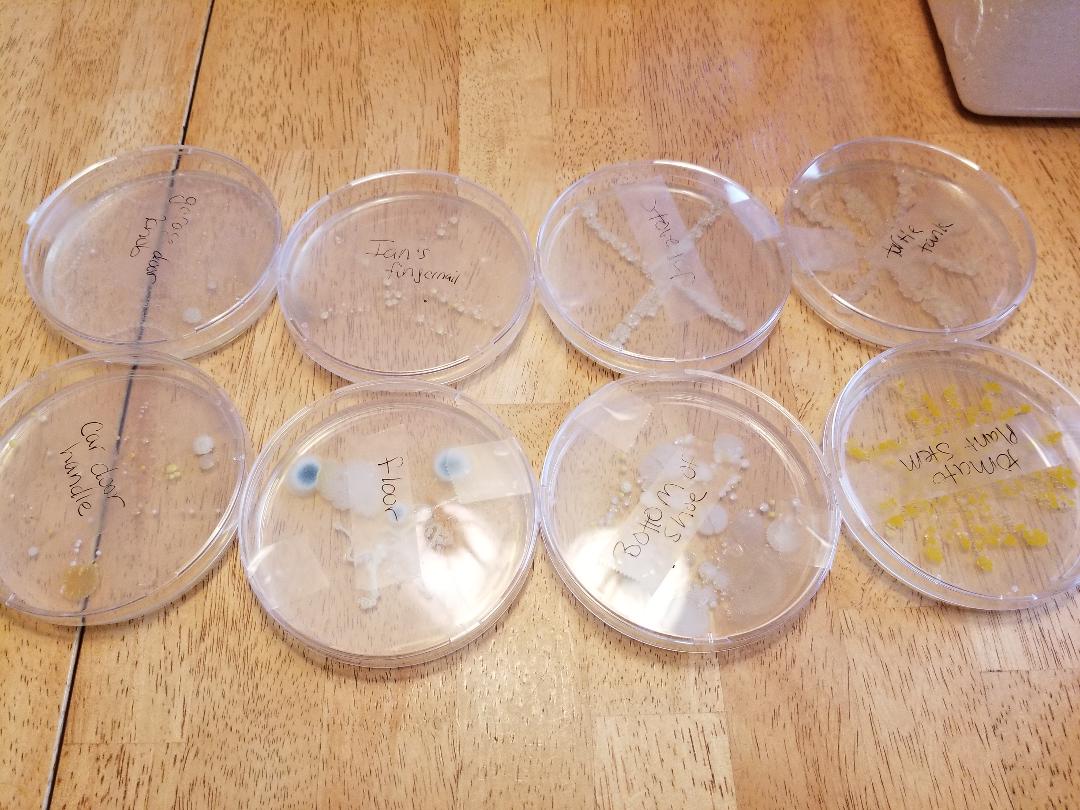 100 Days of Science #46-- Looking At the Germ Farm Under the Microscope