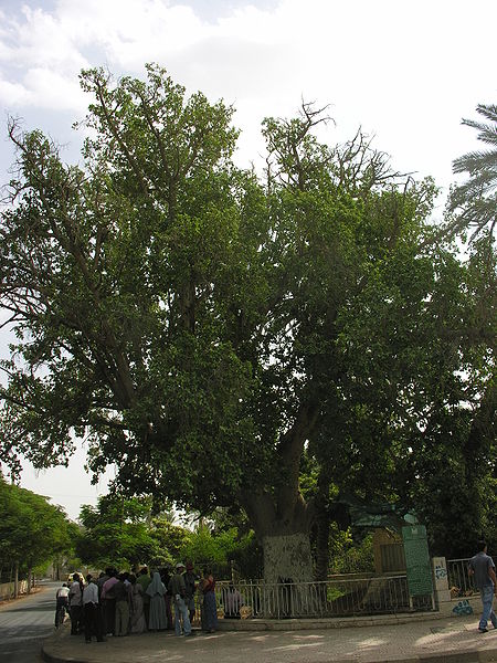 The Sycamore Tree of Zacchaeus in Jericho | MYSTAGOGY RESOURCE CENTER