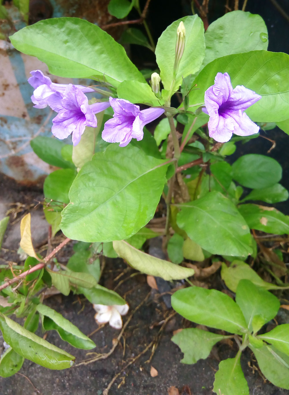 Khasiat dan Manfaat Tanaman Untuk Obat: Khasiat Tanaman Pletekan