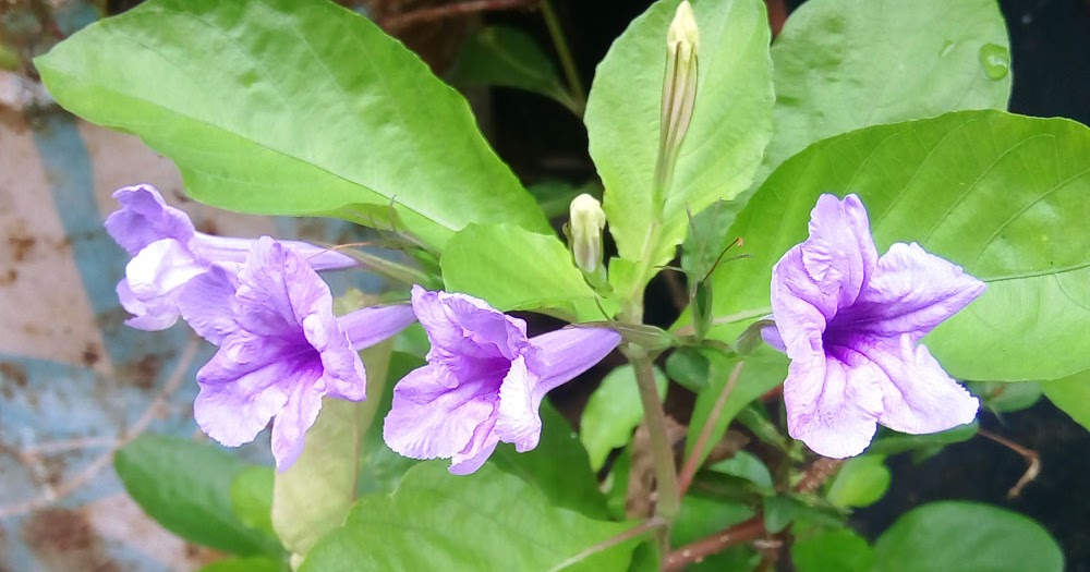 Khasiat Tanaman Pletekan