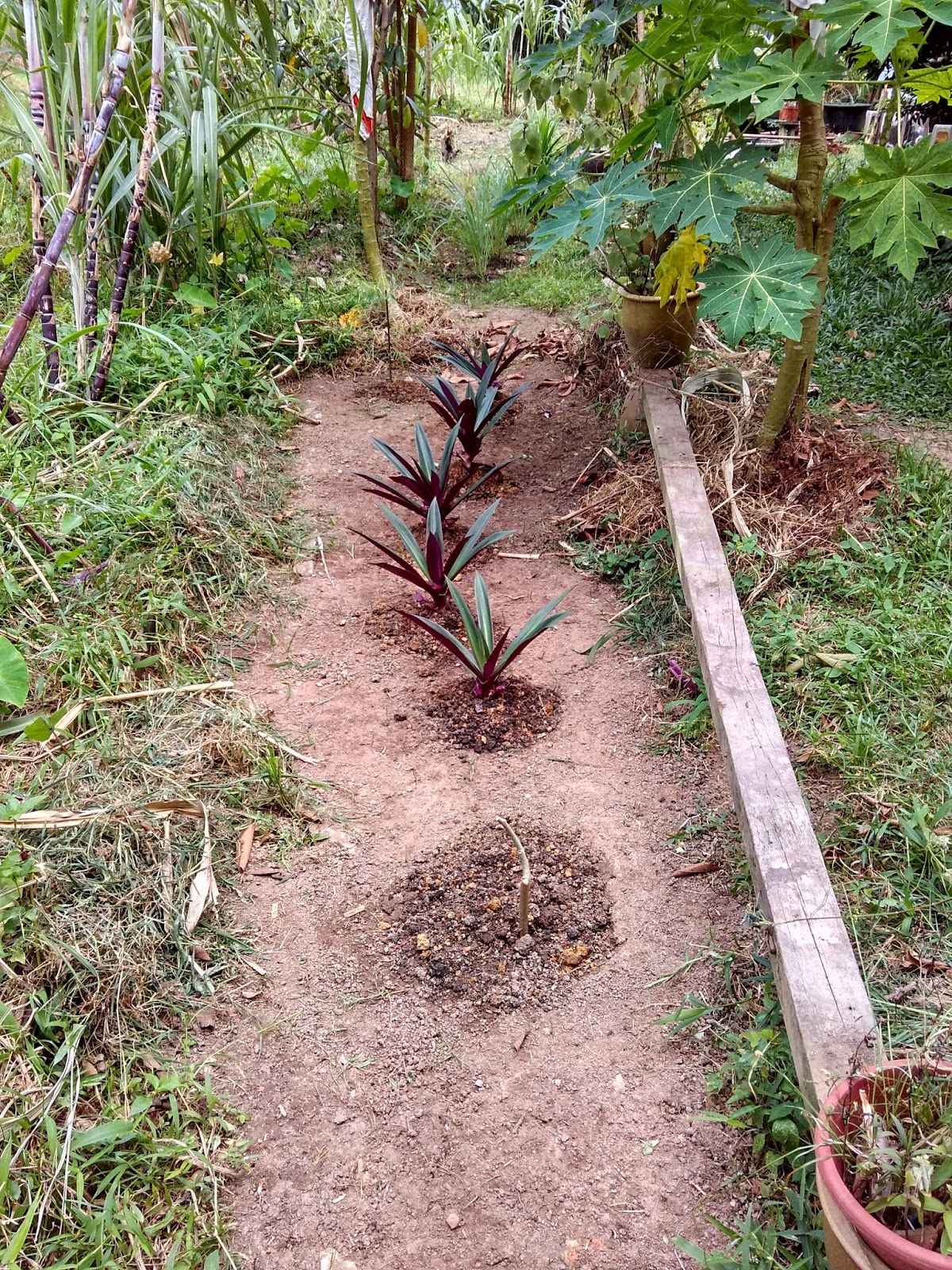 Everyday Nature: Rambutan tree reaching its genetic potential
