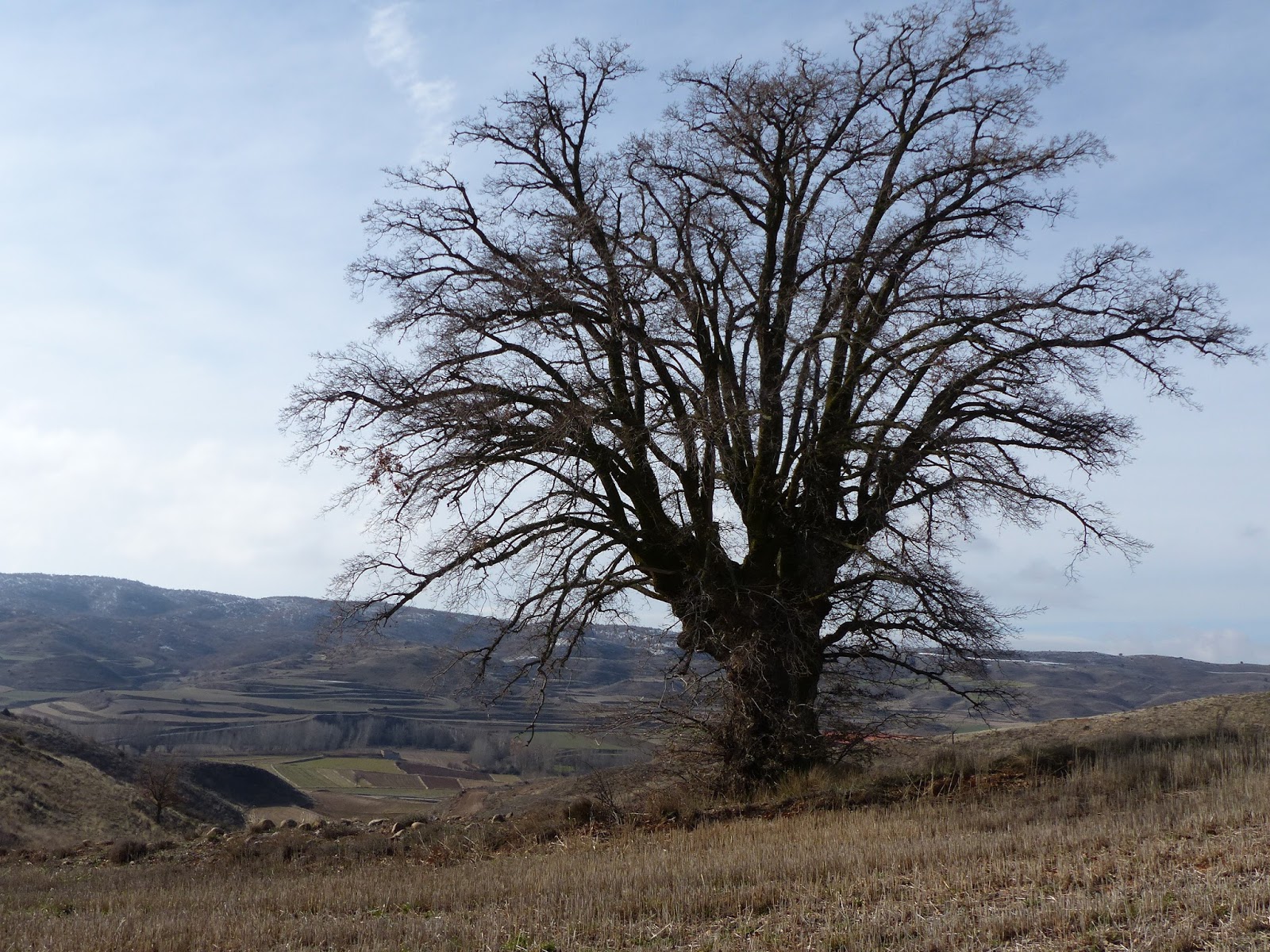 Natura Xilocae: CASPAR DAVID FRIEDRICH Y EL REBOLLO DE BARRACHINA
