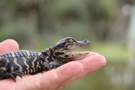 Fingerplays & Action Rhymes: Little Baby Gator