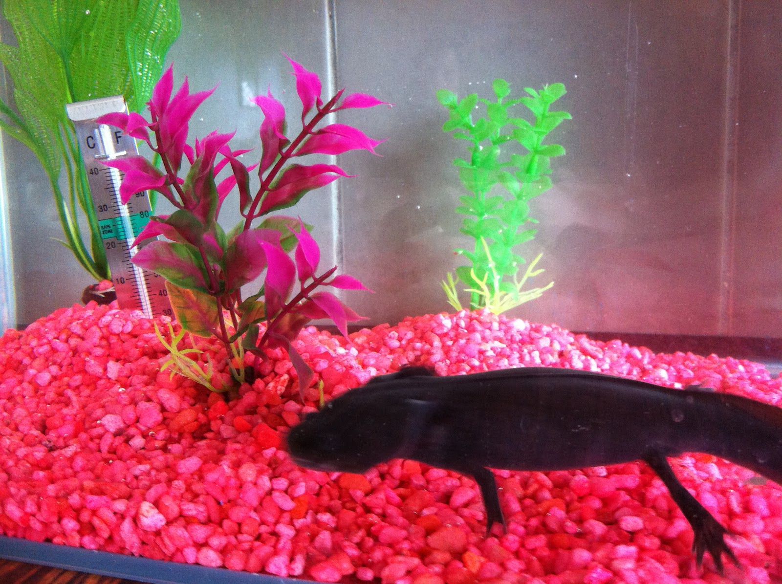 Raising Baby Axolotl: Nessie's Aquarium