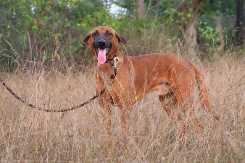 Tamilnadu Native Dog Breeds: Tamil nadu's Best Dog Breeds: