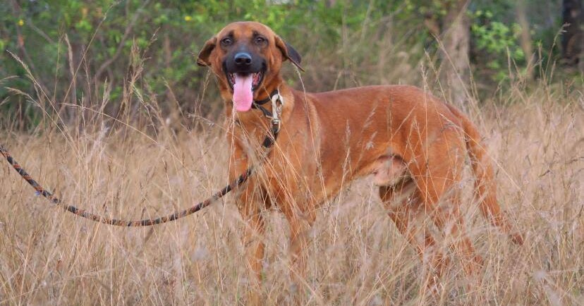 Tamilnadu Native Dog Breeds: Tamil nadu's Best Dog Breeds:
