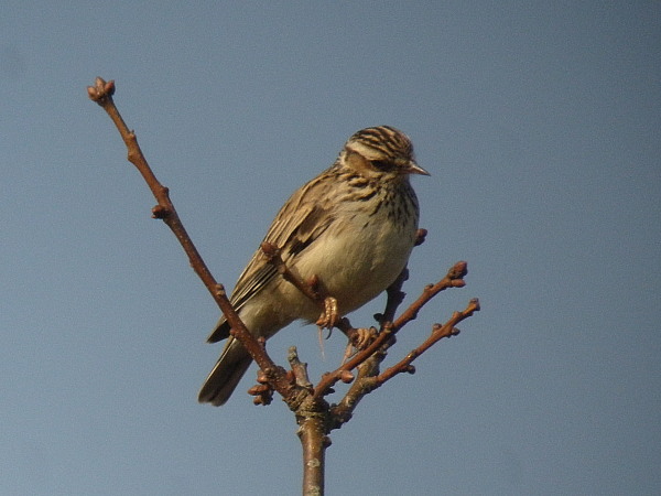 birding never sleeps: March 2012